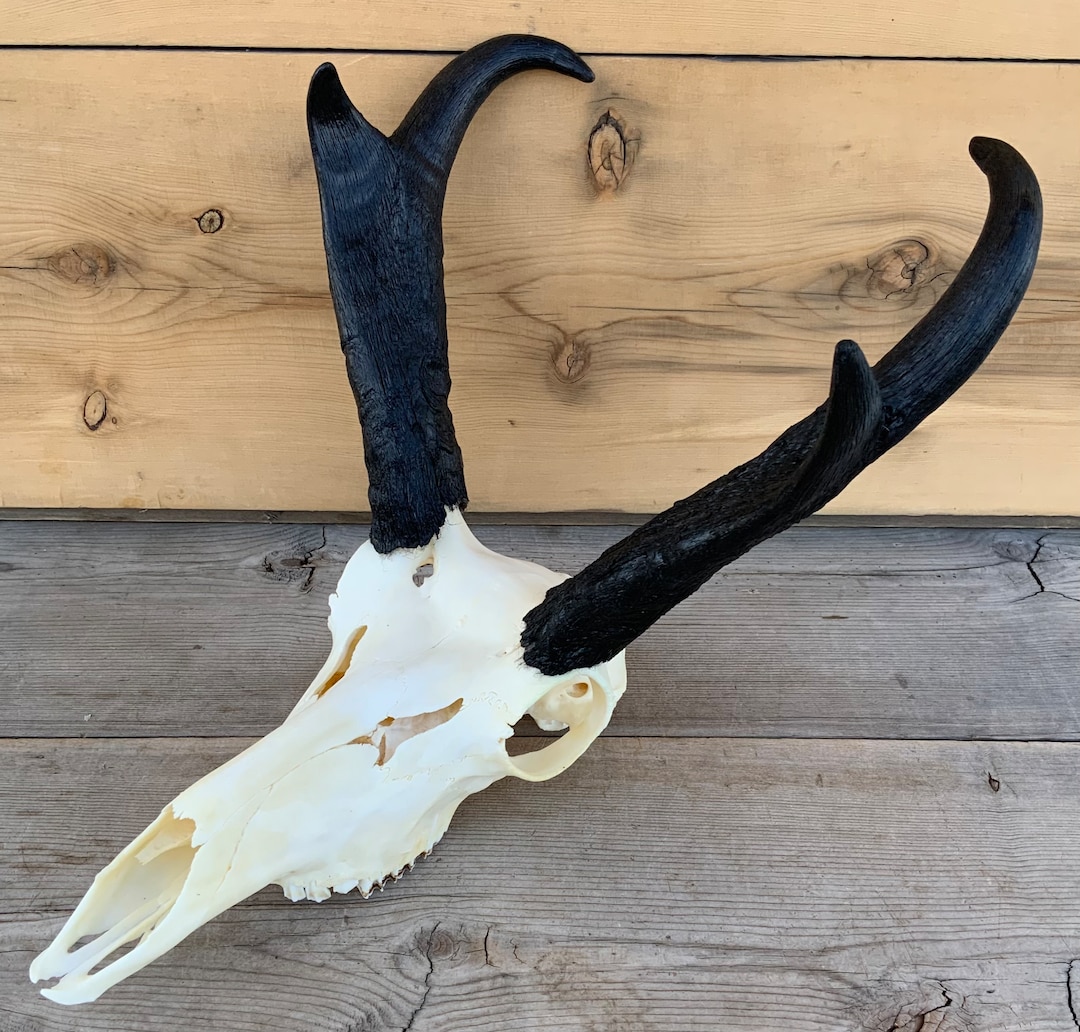 Pronghorn Antelope Skull European Mount Authentic Montana - Etsy
