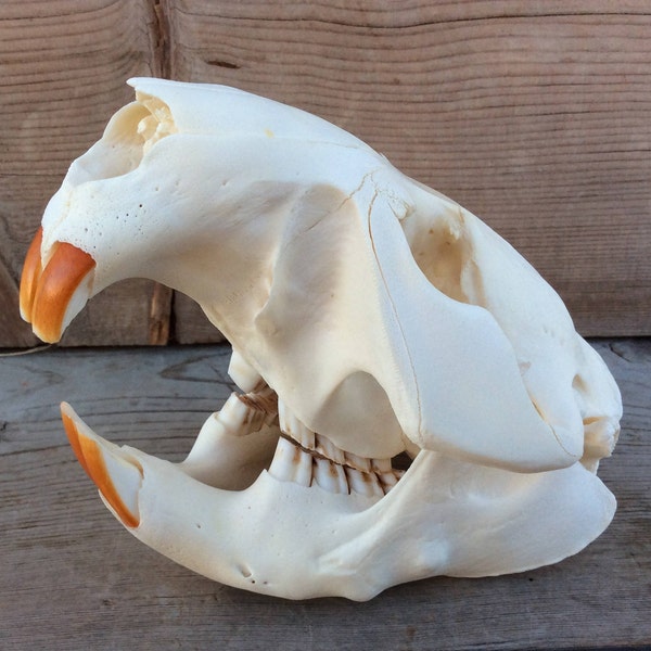Skull - Etsy