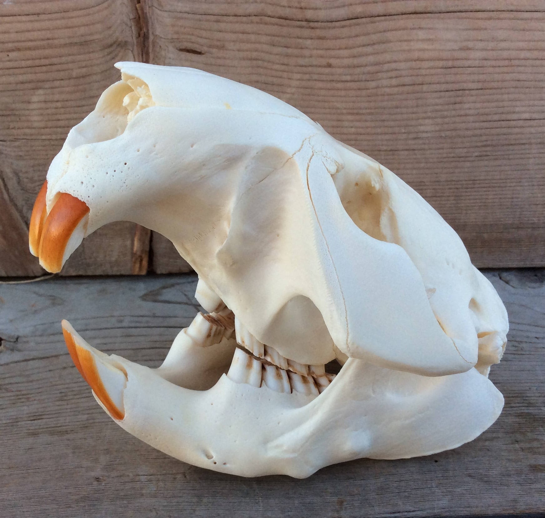 Beaver Skull Large Authentic Montana Skull Castor Canadensis - Etsy