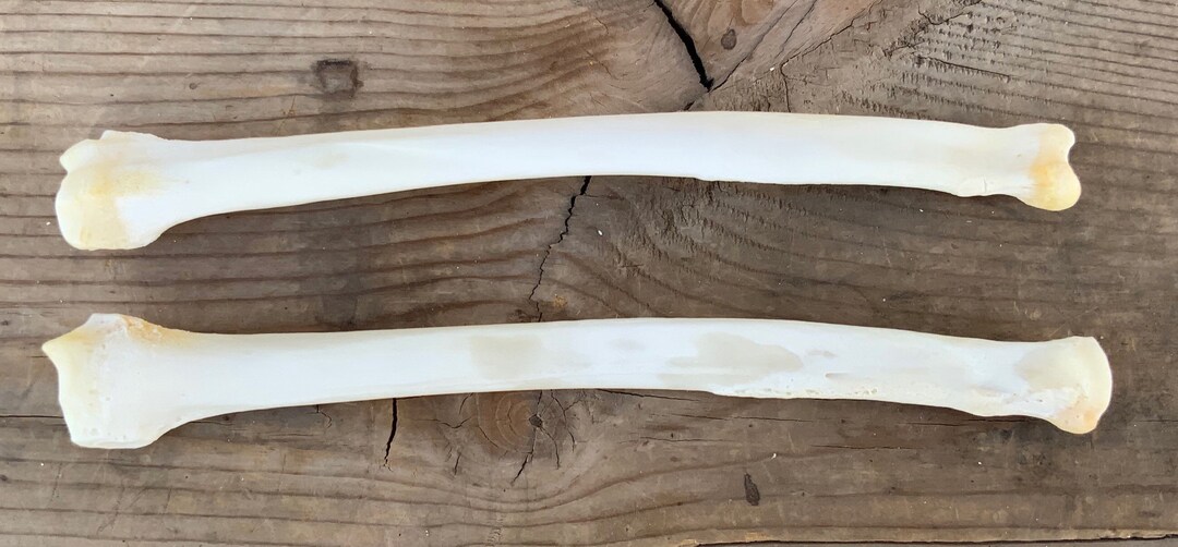 2 Coyote Radius Leg Bones - Etsy