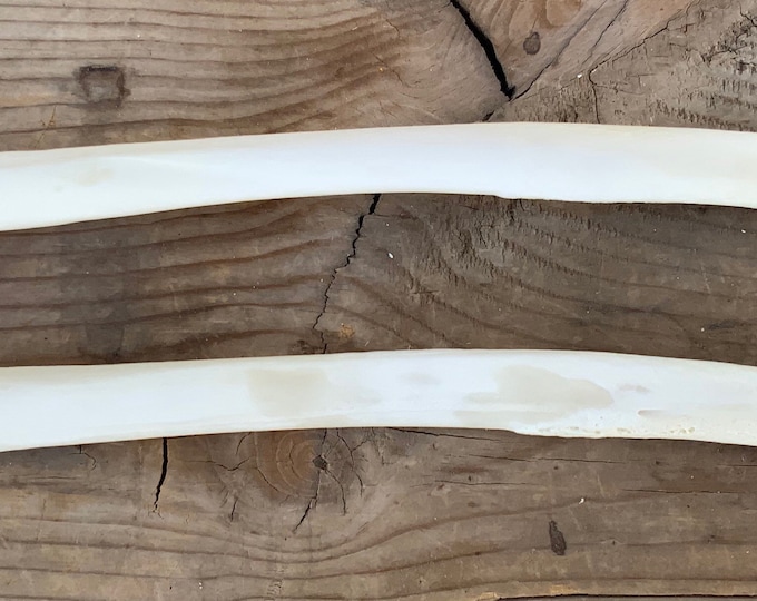 Buffalo Bison Leg Bone Metatarsal Metacarpal Cannon Leg Bone Knife ...