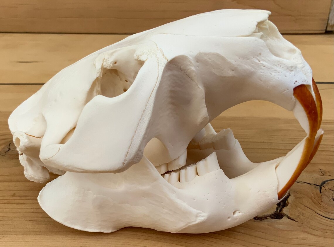Beaver Skull Extra Large Authentic Montana Skull Castor Canadensis - Etsy
