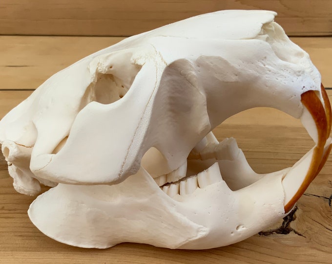 Beaver Skull Extra Large Authentic Montana Skull Castor - Etsy