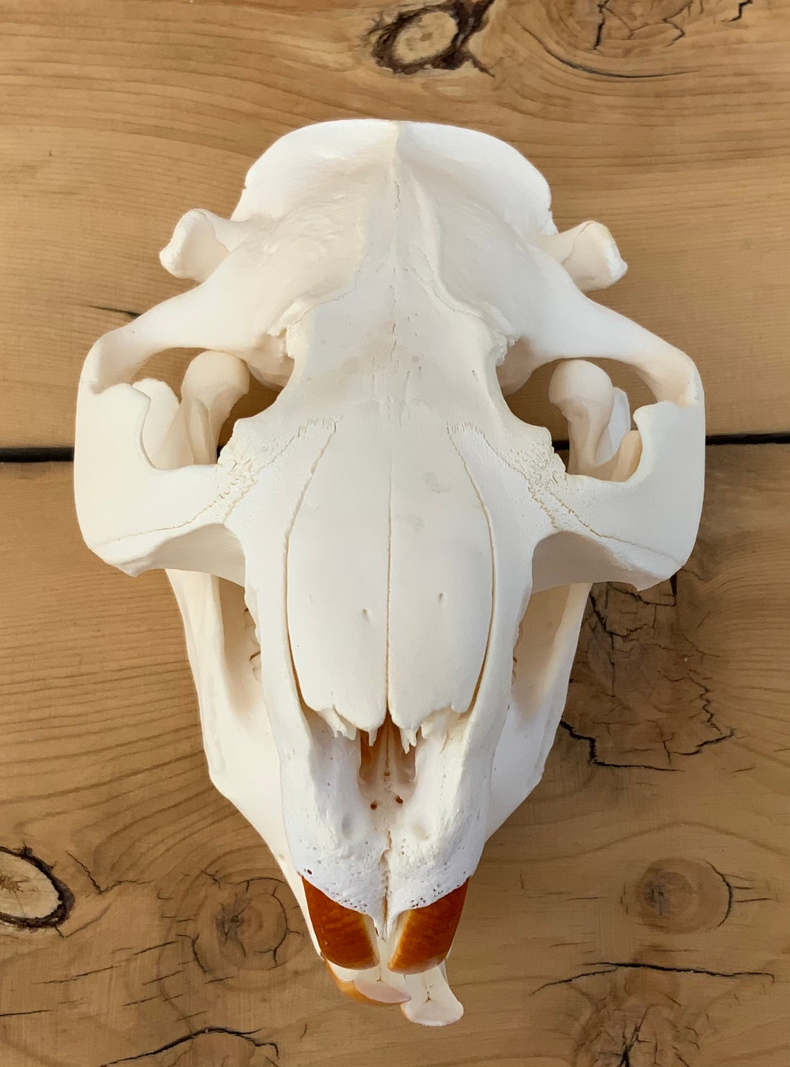 Beaver Skull Extra Large Authentic Montana Skull Castor Canadensis - Etsy