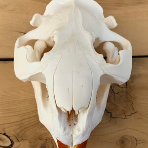 Beaver Skull Extra Large Authentic Montana Skull Castor Canadensis - Etsy