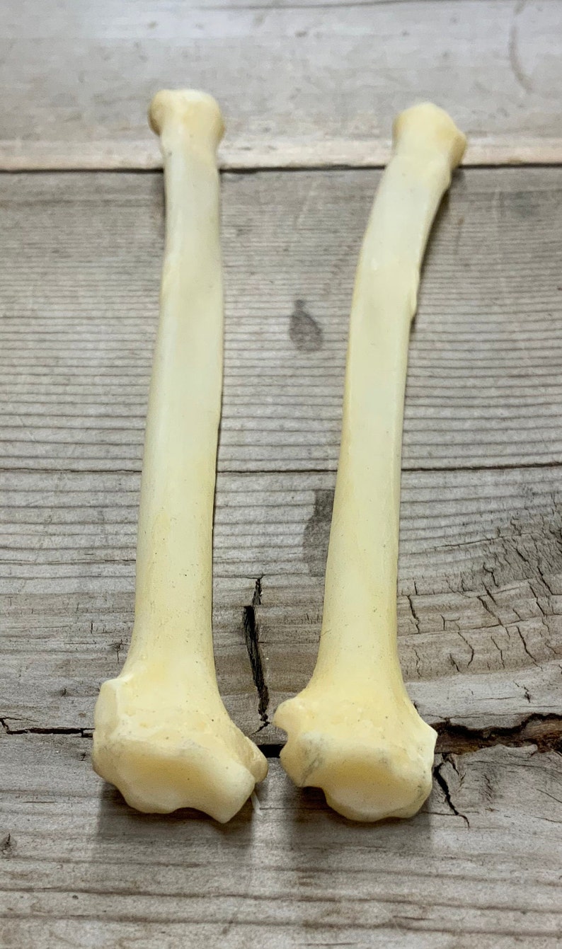 2 Fox Radius Leg Bones - Etsy
