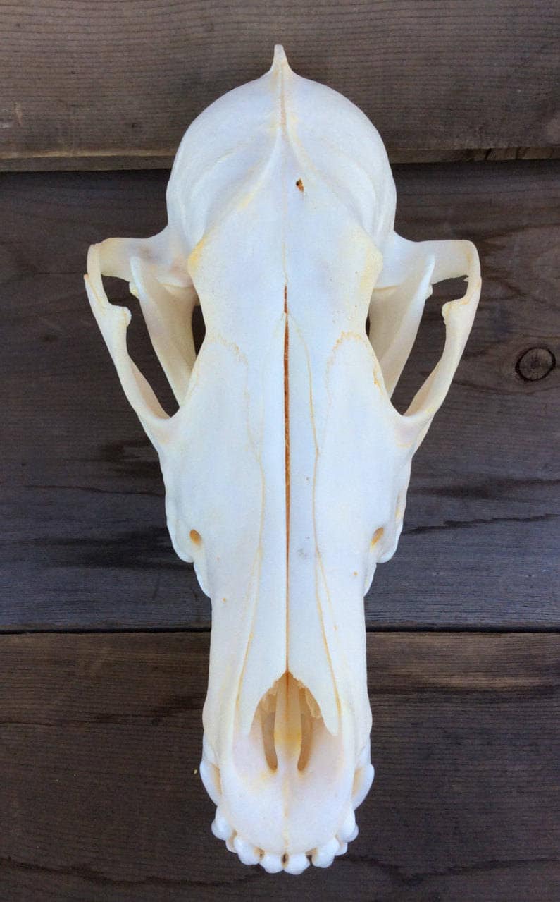 Coyote Skull Real Authentic Montana Coyote Skull - Etsy
