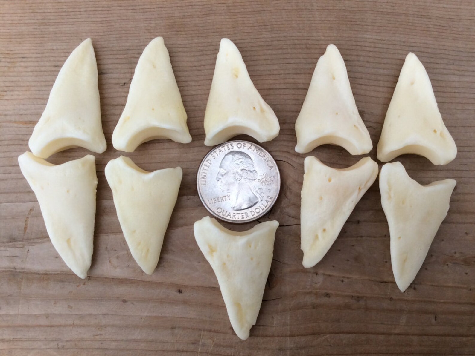 10 Deer Distal Phalanx Bones Phalanges Knuckle Bones - Etsy