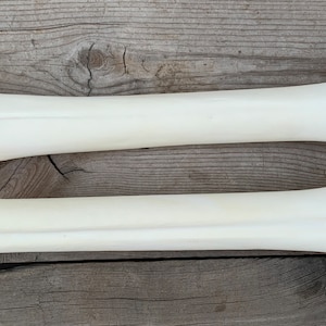 2 Large Animal Leg Bone Cannon Bones Metacarpal Metatarsal - Etsy
