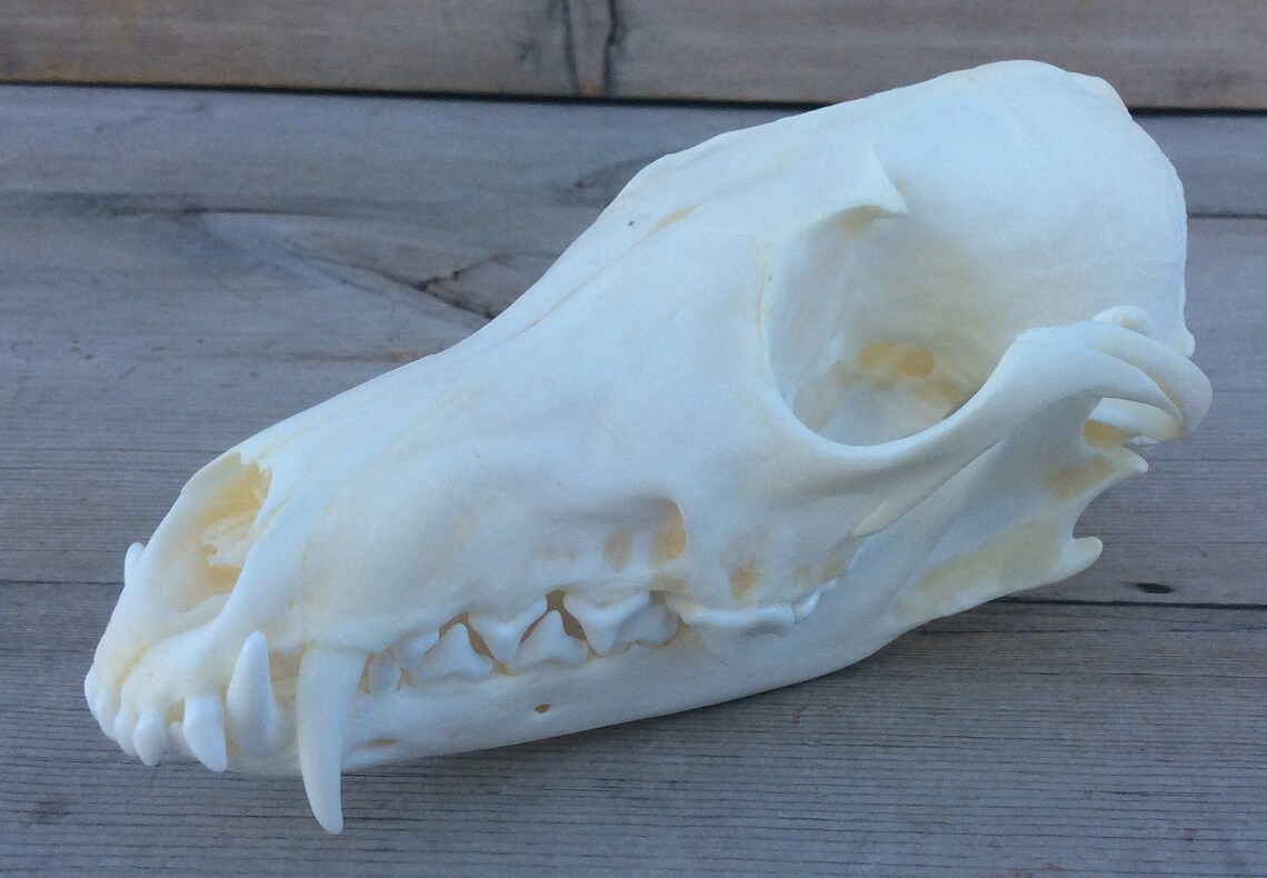 Fox Skull Authentic Red Fox Skull - Etsy