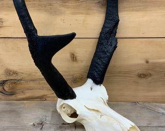 Pronghorn Antelope Skull European Mount Authentic Montana - Etsy