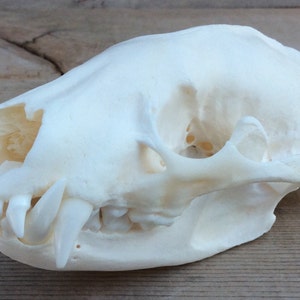 Badger Skull Authentic Montana Badger Skull Taxidea Taxus - Etsy