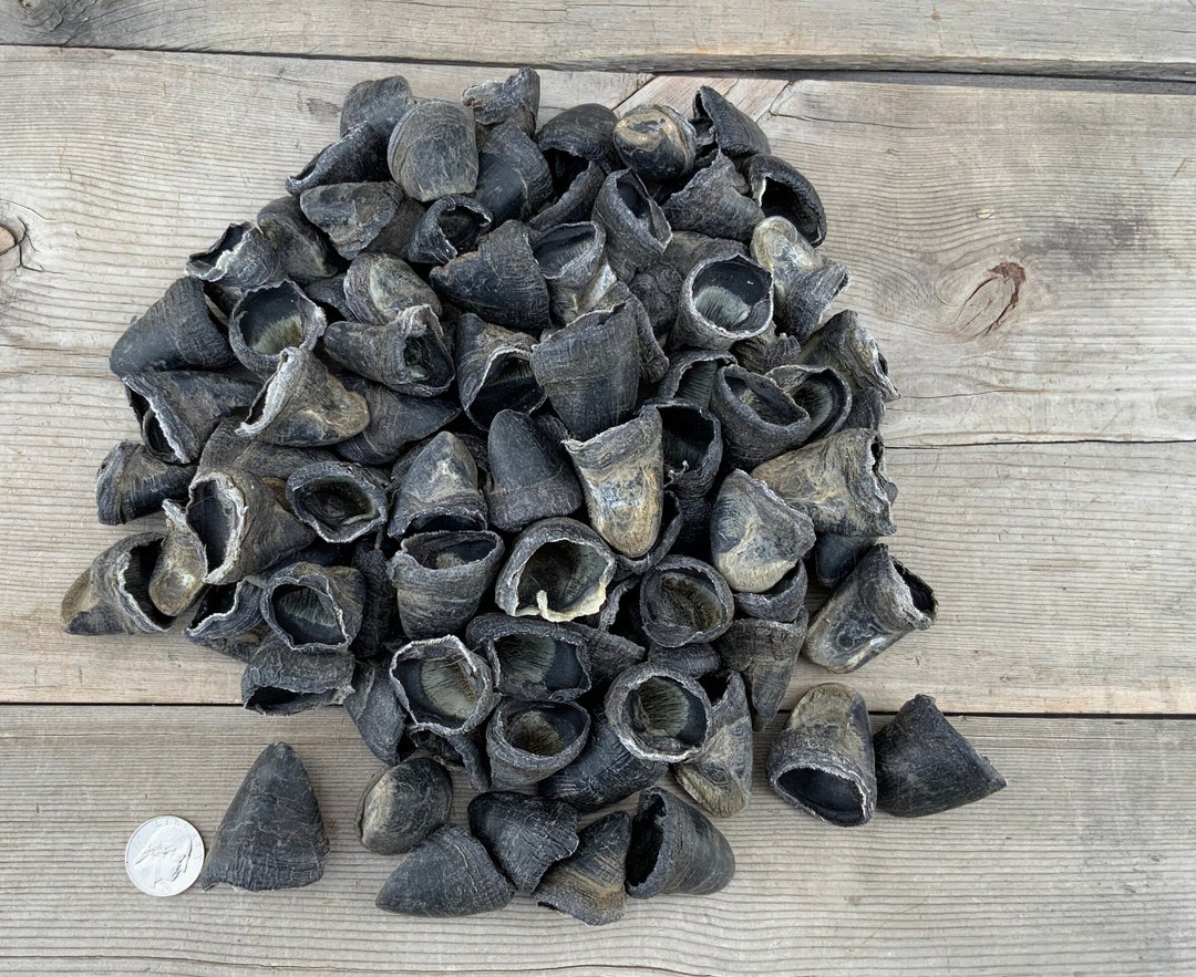 100 Elk Dew Toes Hooves Dog Chews - Etsy