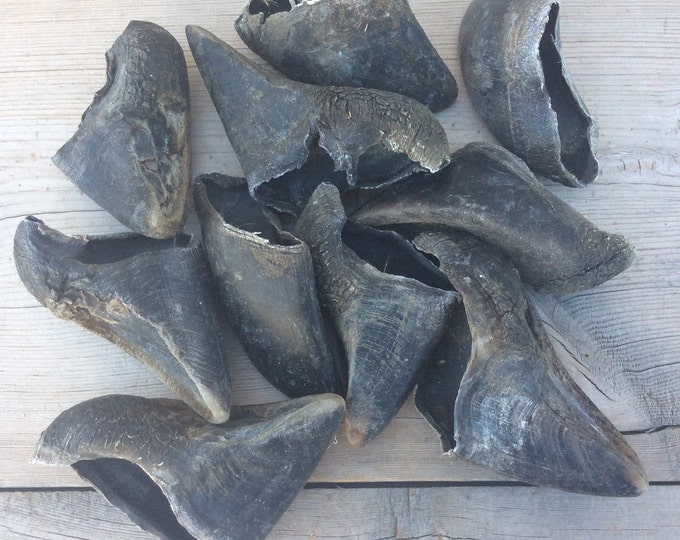 100 Pronghorn Antelope Hooves Rattles Renaissance Faire Pow Wow - Etsy