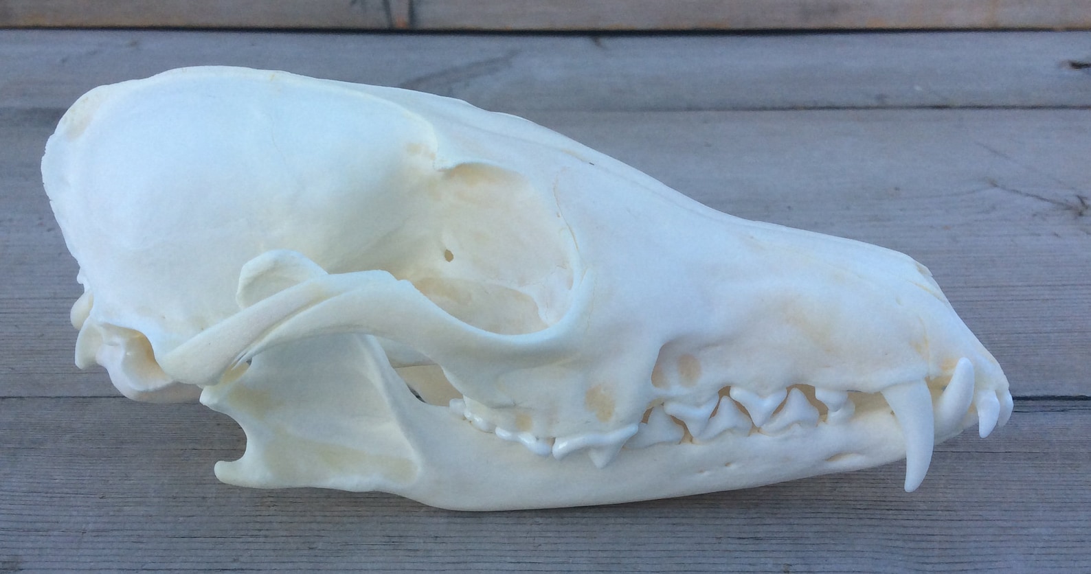 Fox Skull Authentic Red Fox Skull - Etsy