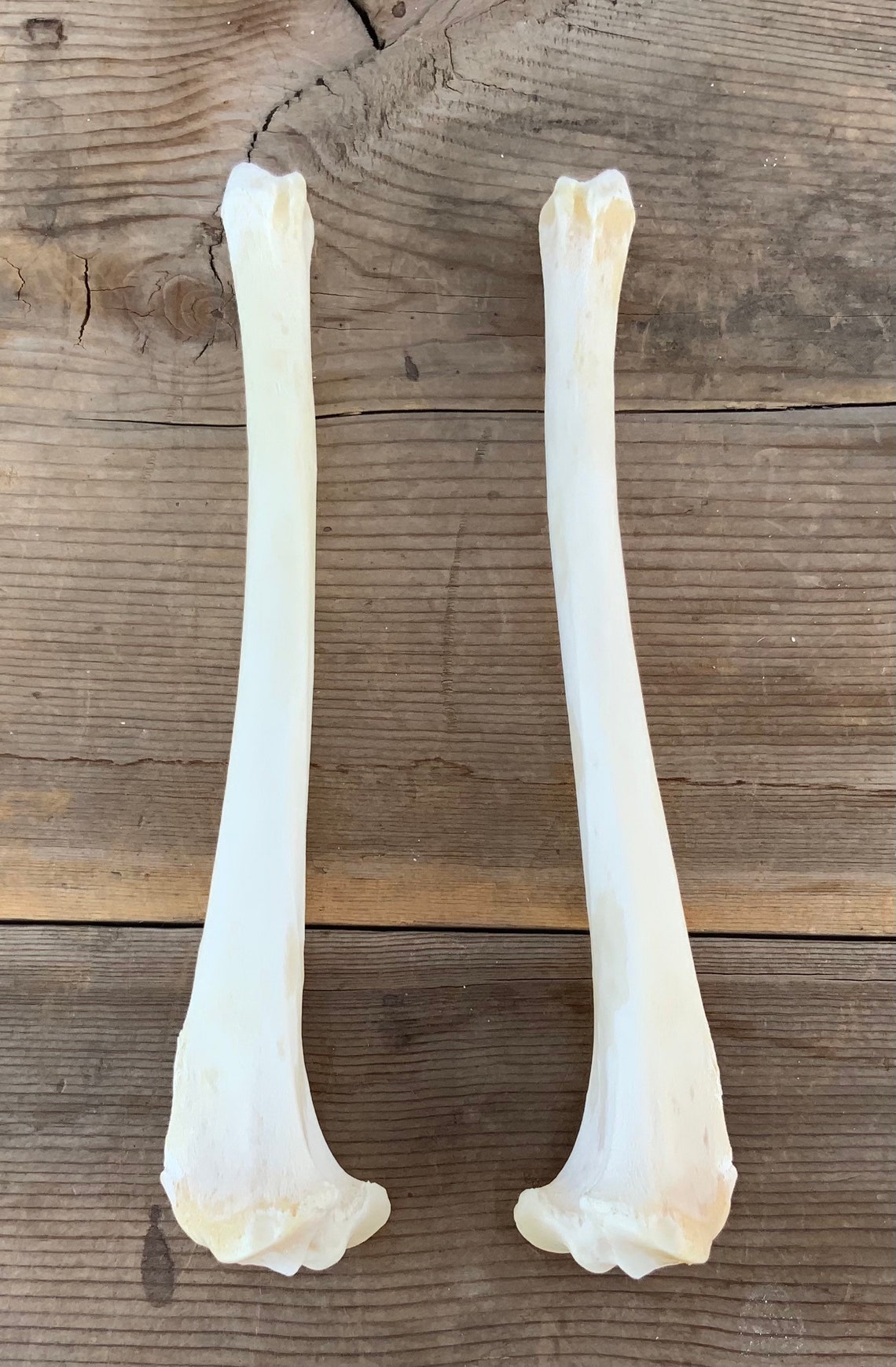 2 Coyote Tibia Leg Bones - Etsy