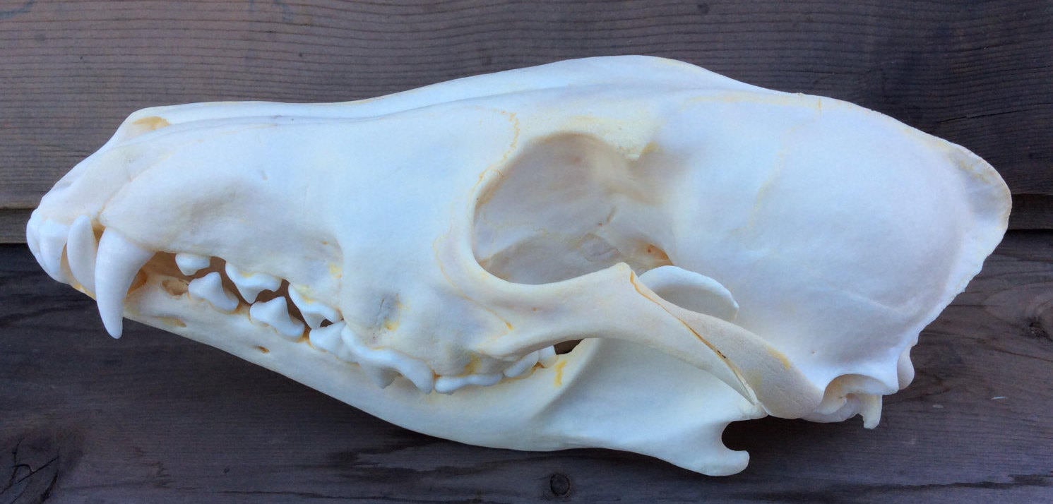 Coyote Skull Real Authentic Montana Coyote Skull - Etsy