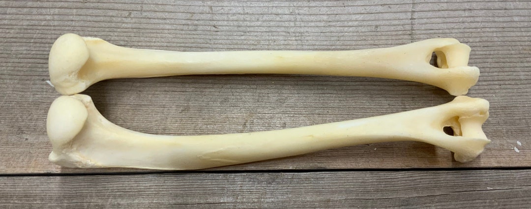 2 Fox Humerus Leg Bones - Etsy