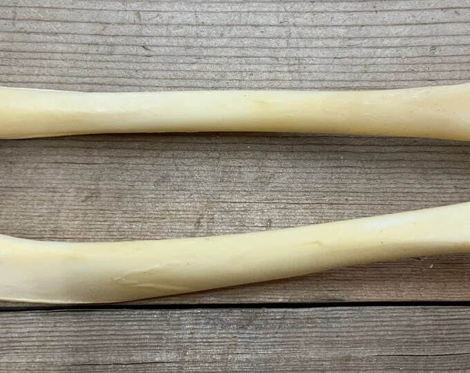 2 Fox Humerus Leg Bones - Etsy