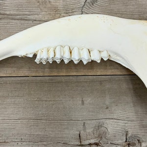Authentic Montana American Bison Buffalo Jaw Bone - Etsy