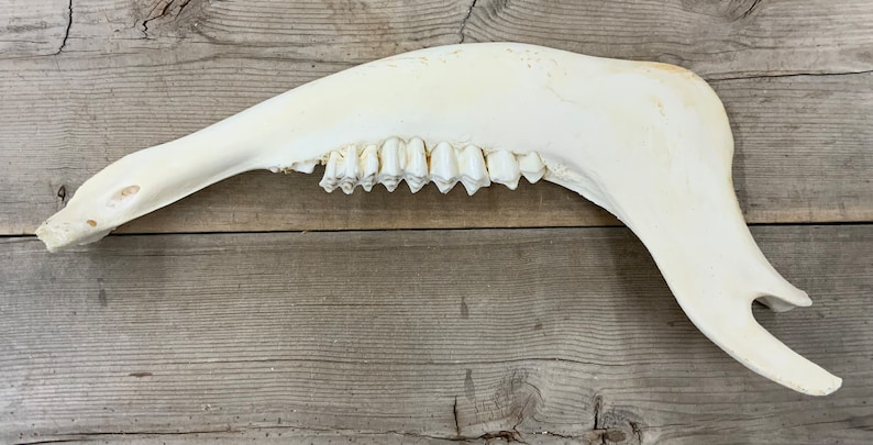 Authentic Montana American Bison Buffalo Jaw Bone - Etsy