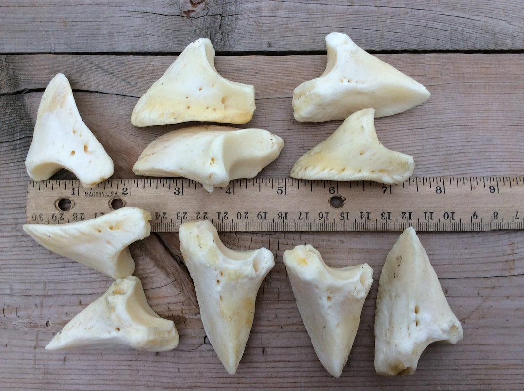 10 Bison Buffalo Toe Bones Third Phalanges - Etsy
