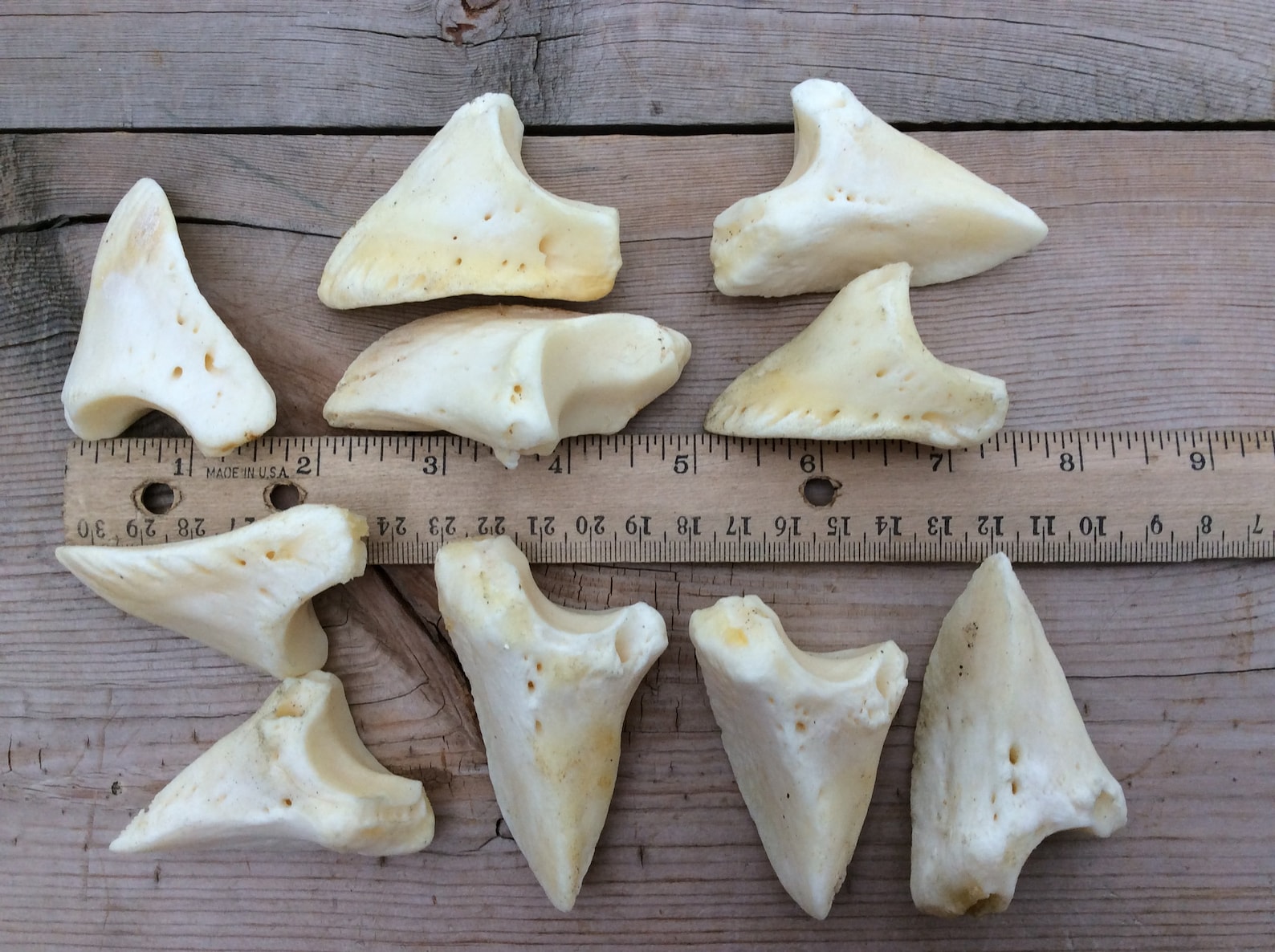 10 Bison Buffalo Toe Bones Third Phalanges - Etsy
