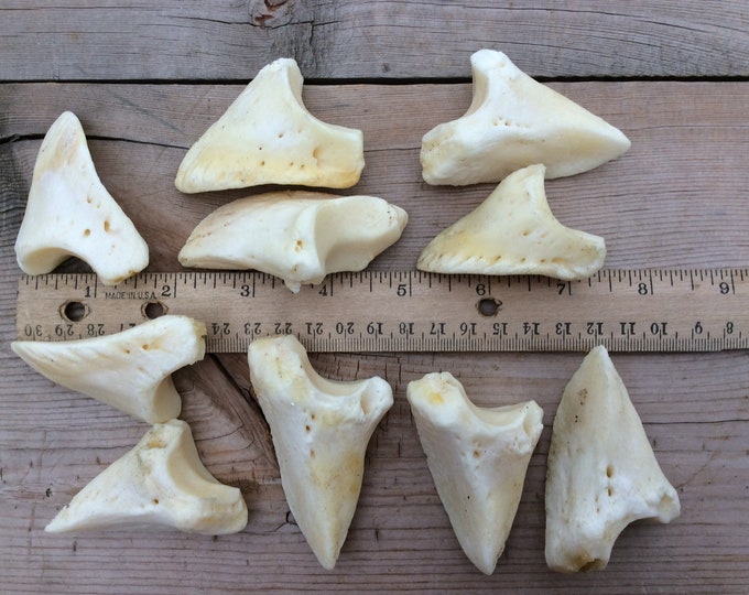 Female Buffalo Bison Skull Unique Christmas Gift Western Cabin Man Cave ...