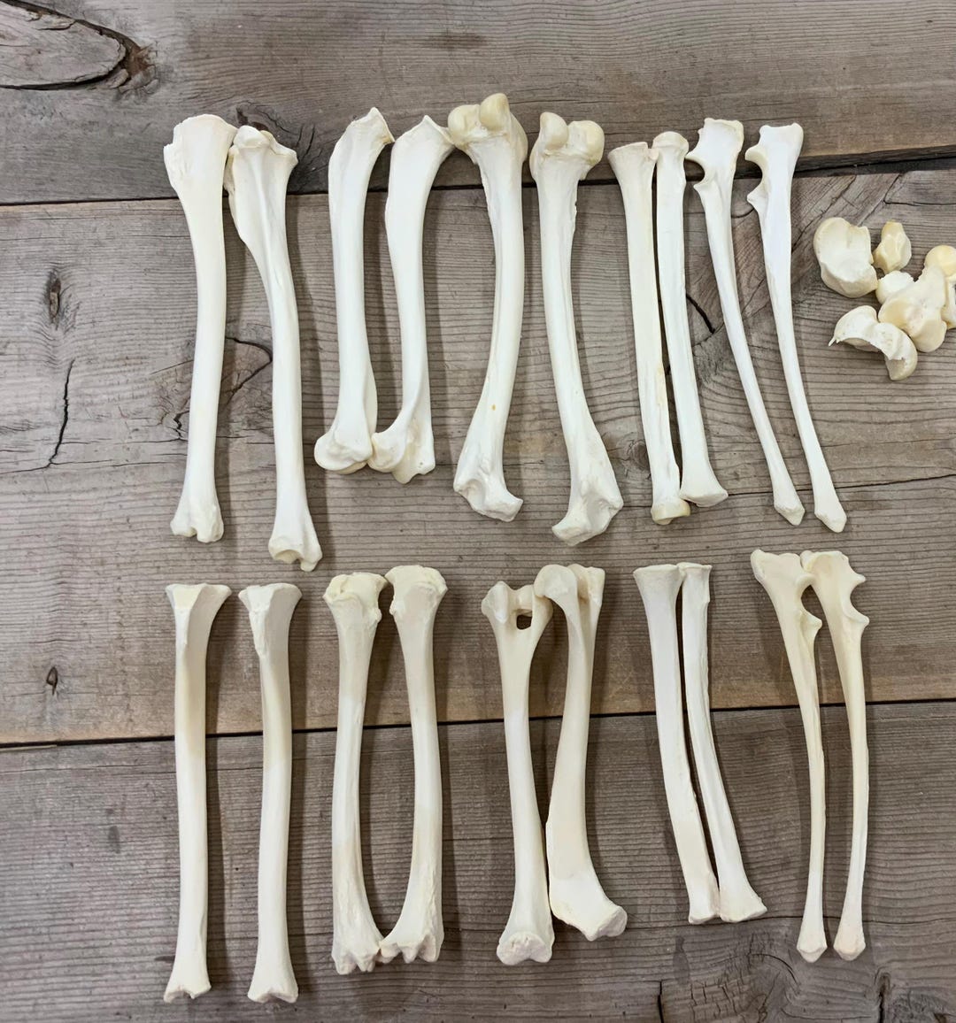 Coyote Fox Bones Humerus Femur Tibia Fibula Ulna Combination Set - Etsy