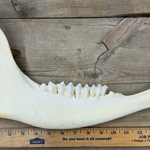 Authentic Montana American Bison Buffalo Jaw Bone - Etsy