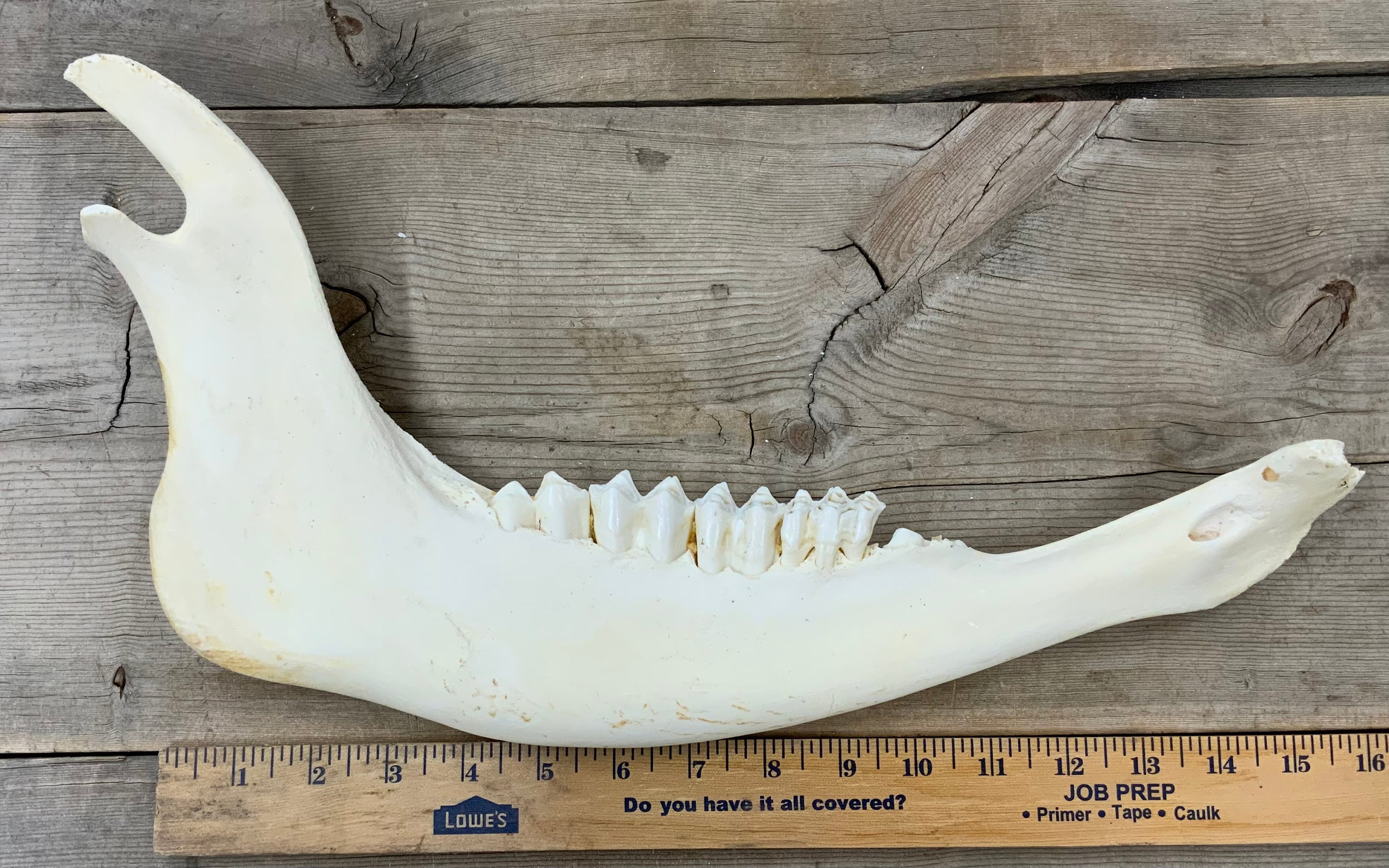 Authentic Montana American Bison Buffalo Jaw Bone - Etsy