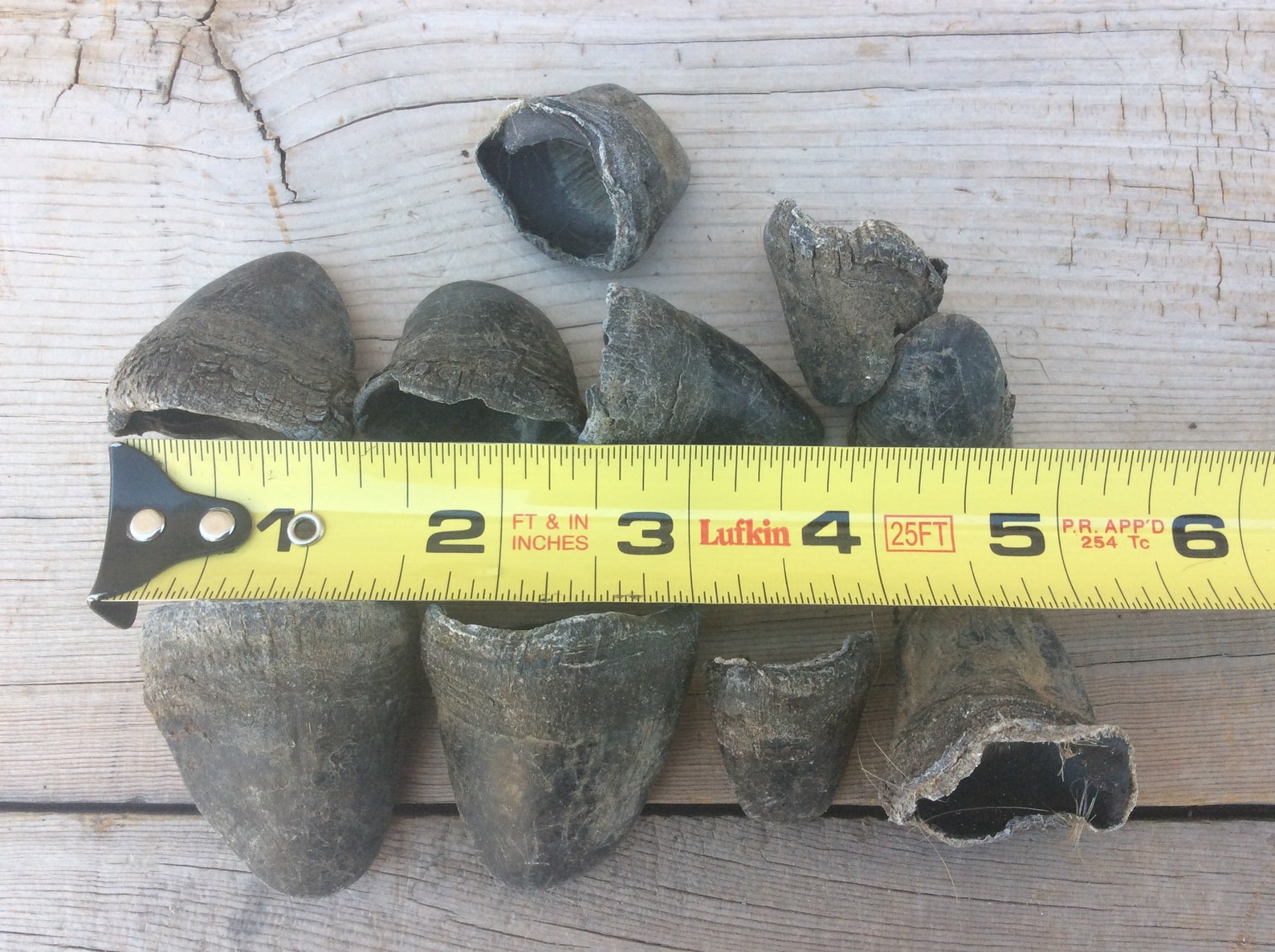 10 Elk Wapiti Dew Toes - Etsy