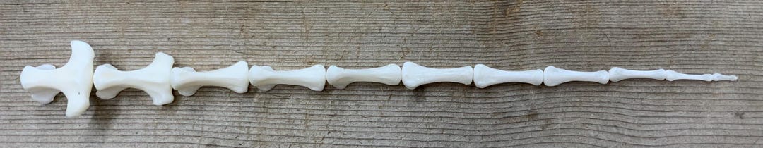 Whitetail Deer Tail Bone Set - Etsy