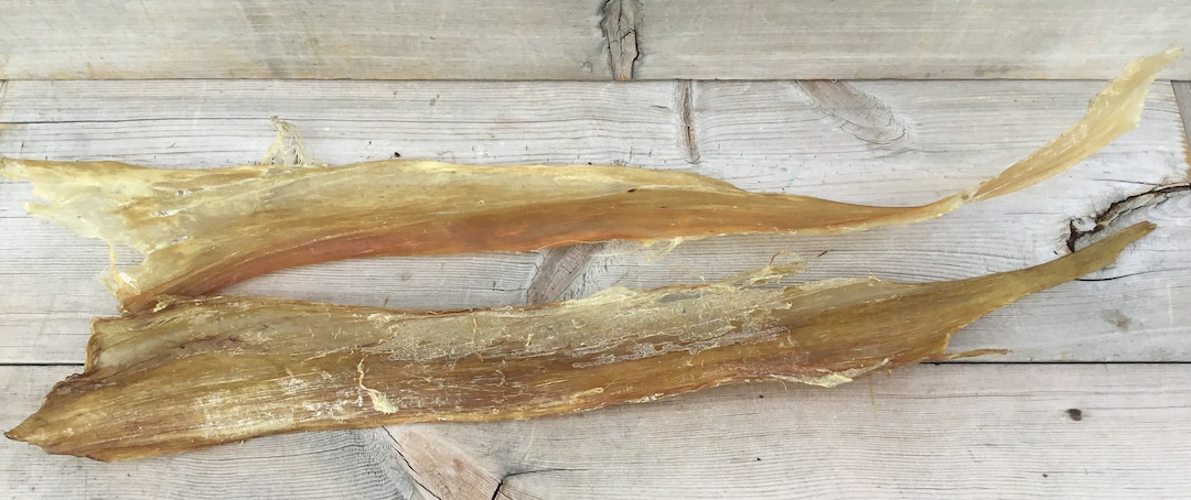 2 Elk Backstrap Sinew Authentic 19-22” - Etsy