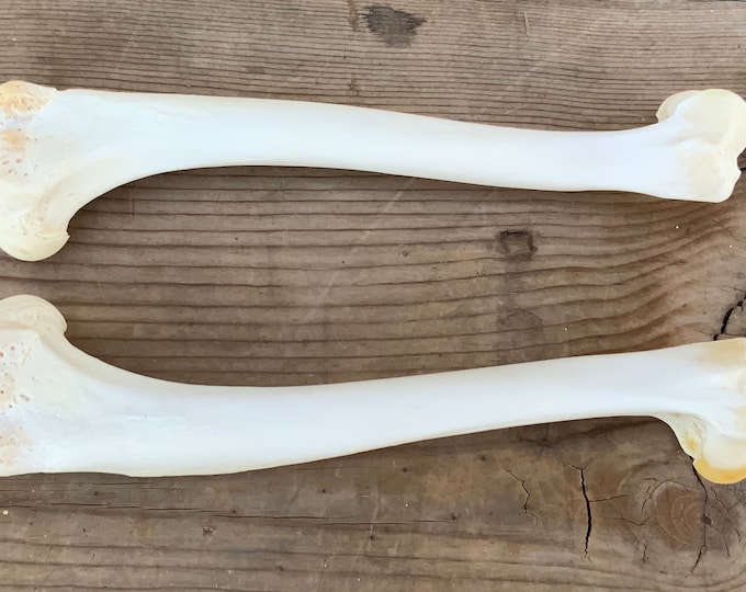 100 Deer Dew Toes Hooves - Etsy