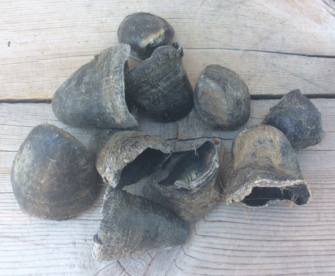 10 Elk Wapiti Dew Toes - Etsy