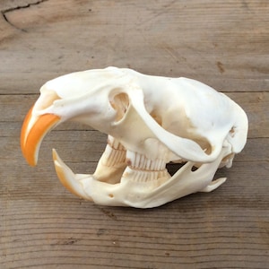 Muskrat Skull Authentic Montana Ondatra Zibethicus - Etsy