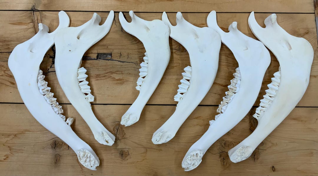 6 Authentic Montana American Bison Buffalo Jaw Bone - Etsy