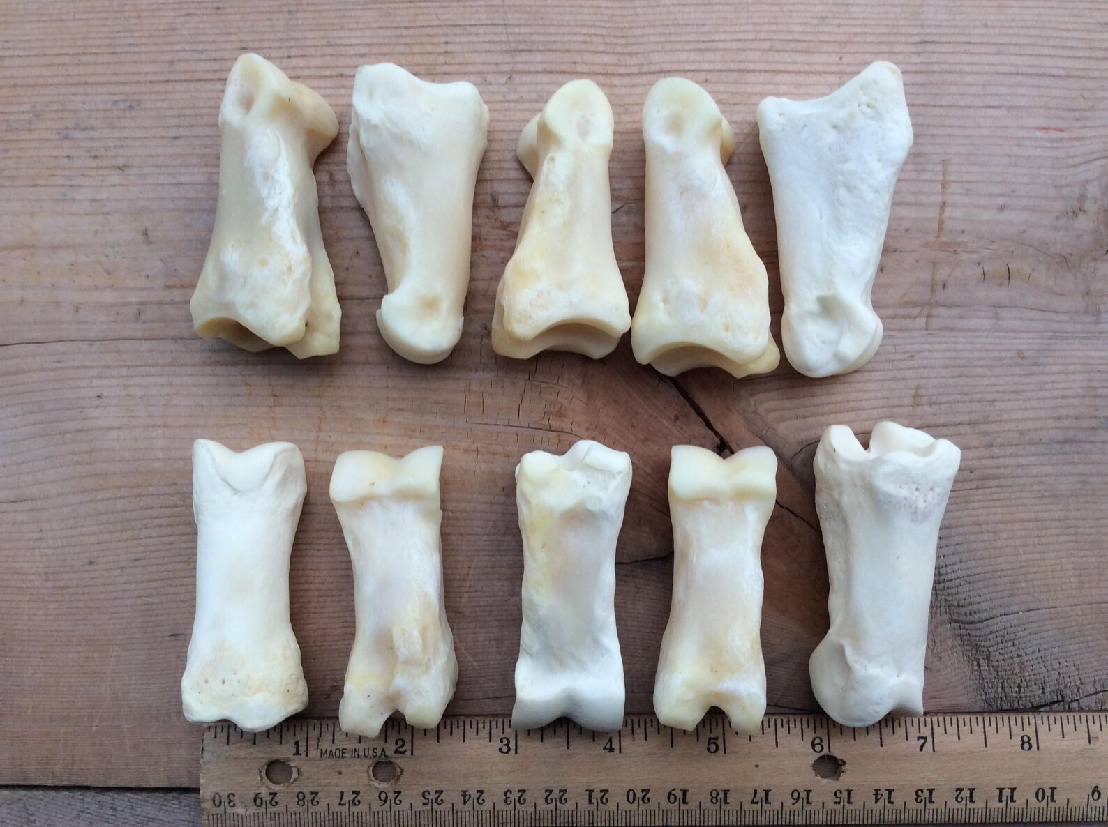 10 Large Animal First Phalanges Proximal Bones Phalanges Knuckle Bones ...