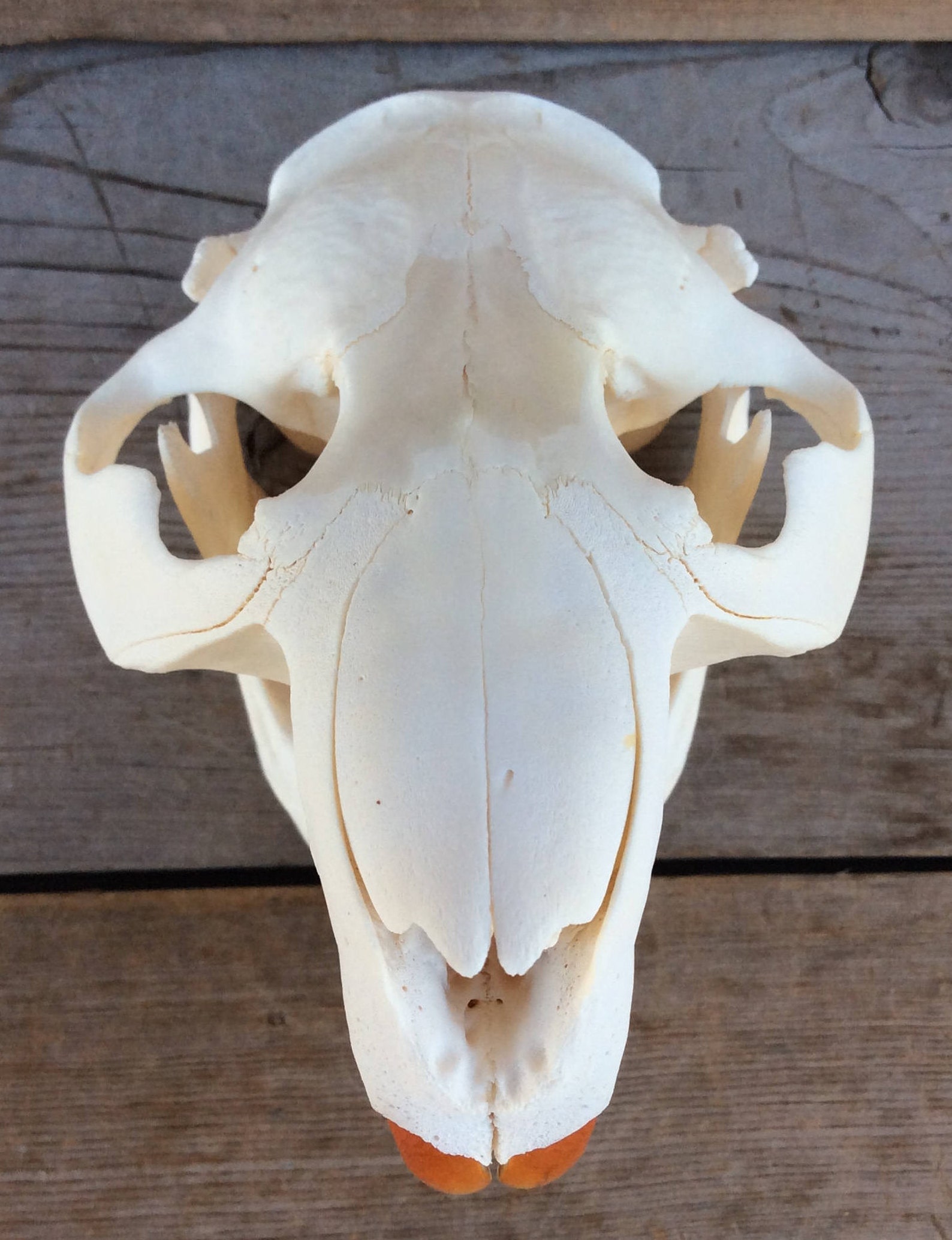 Beaver Skull Large Authentic Montana Skull Castor canadensis | Etsy