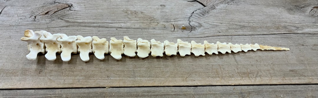 Beaver Tail Bones Castor Canadensis Disarticulated - Etsy
