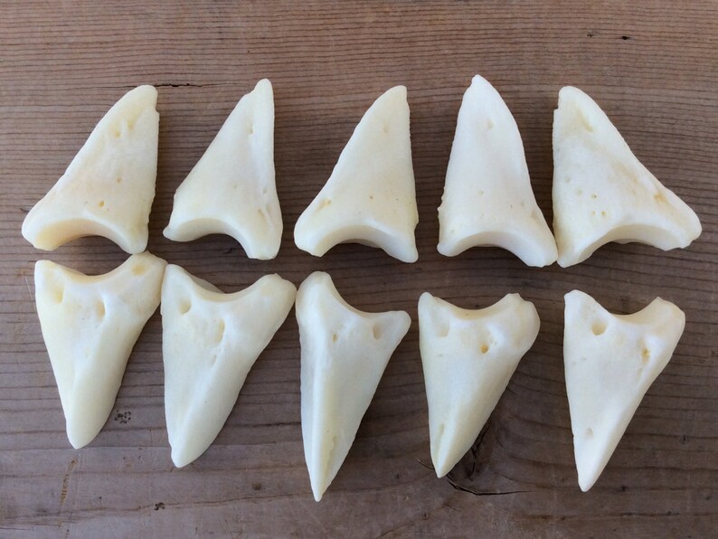 10 Deer Distal Phalanx Bones Phalanges Knuckle Bones - Etsy