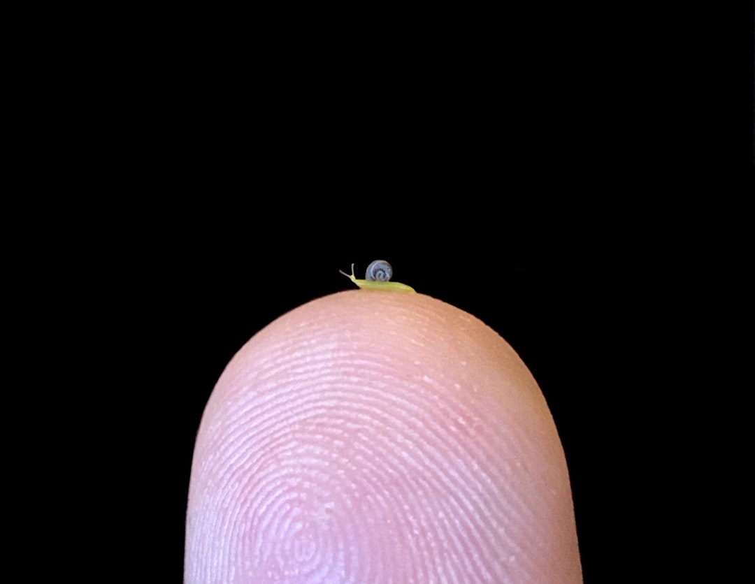 MICRO Mini Garden Snail, 1mm Shell, Handmade 1:12 Scale Miniature Brown ...