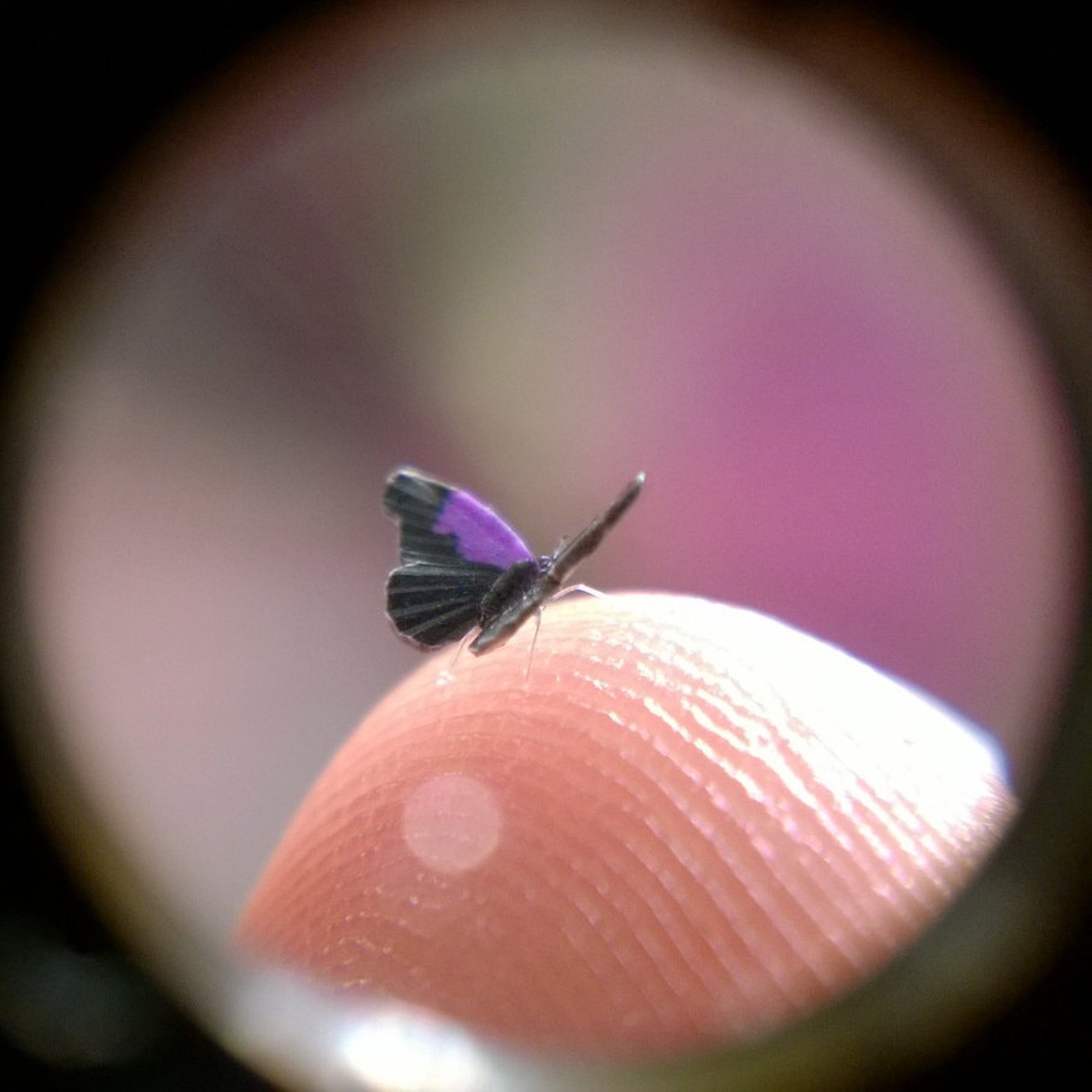 Plain Purplewing, Micro Miniature Butterfly, Eunica Sydonia, Dollhouse ...