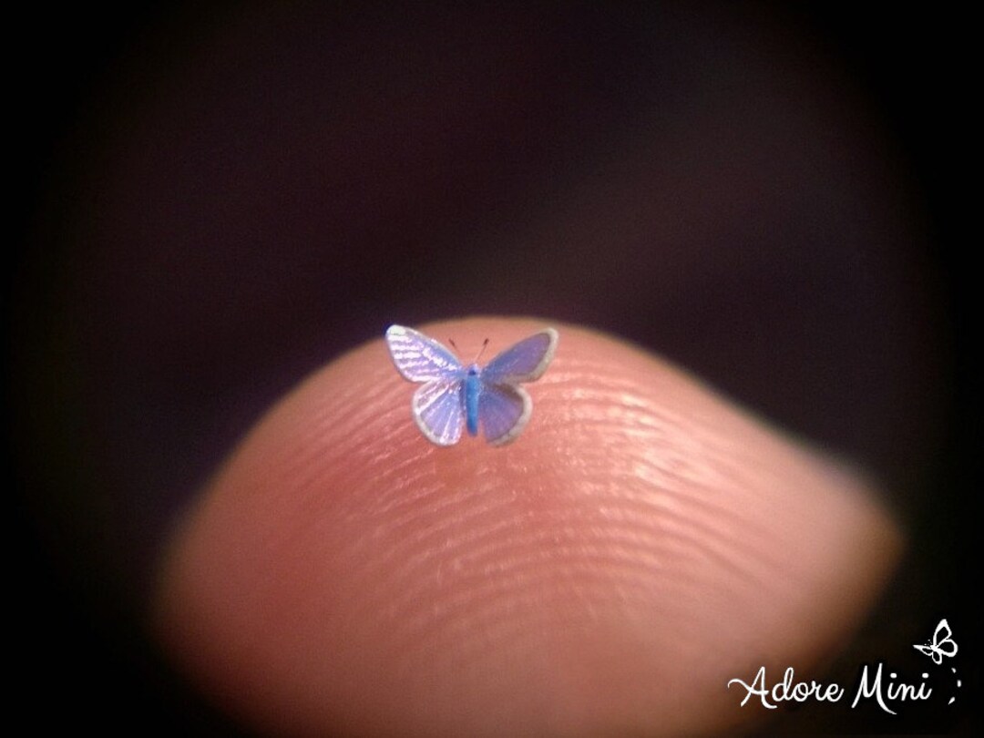 Common Blue, Micro Miniature Butterfly, Polyommatus Icarus, Dollhouse ...