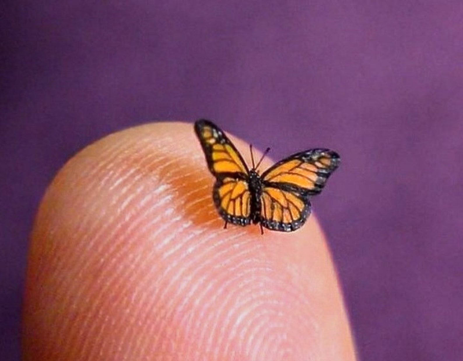 Monarch Micro Miniature Butterfly Danaus Plexippus - Etsy