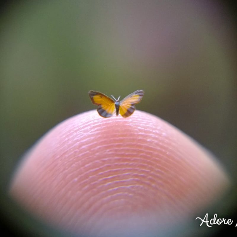 Miniature Butterfly - Etsy