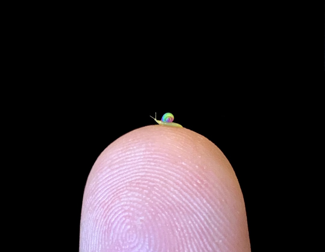MICRO Mini Rainbow Shell Garden Snail, 1mm Shell, Handmade 1:12 Scale ...