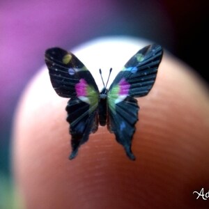 Purple Spotted Swallowtail Micro Miniature Butterfly - Etsy