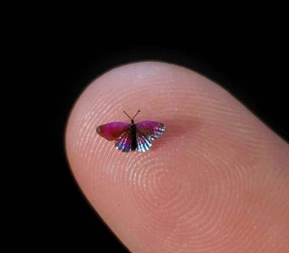 Shining Purplewing Micro Miniature Butterfly Eunica Alpais - Etsy